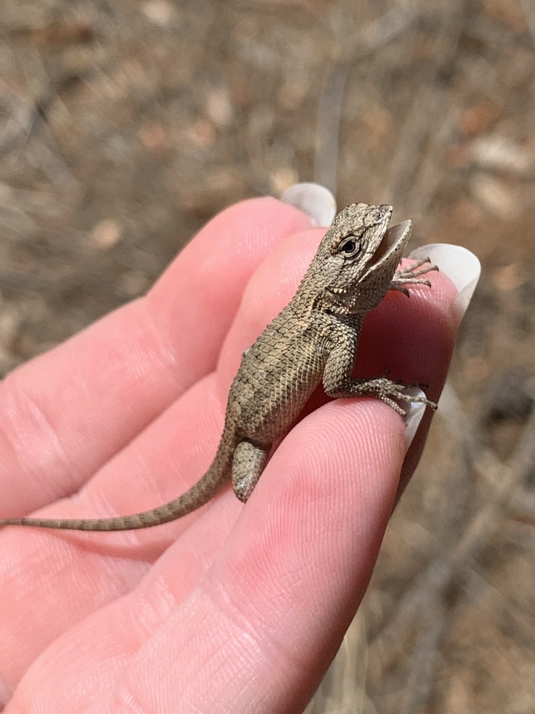 Western Fence Lizard from Galloping Hills Rd, Chino Hills, CA, US on 01 ...