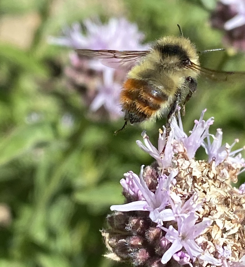 Great Basin Bumble Bee from Mokelumne Wilderness, Markleeville, CA, US ...