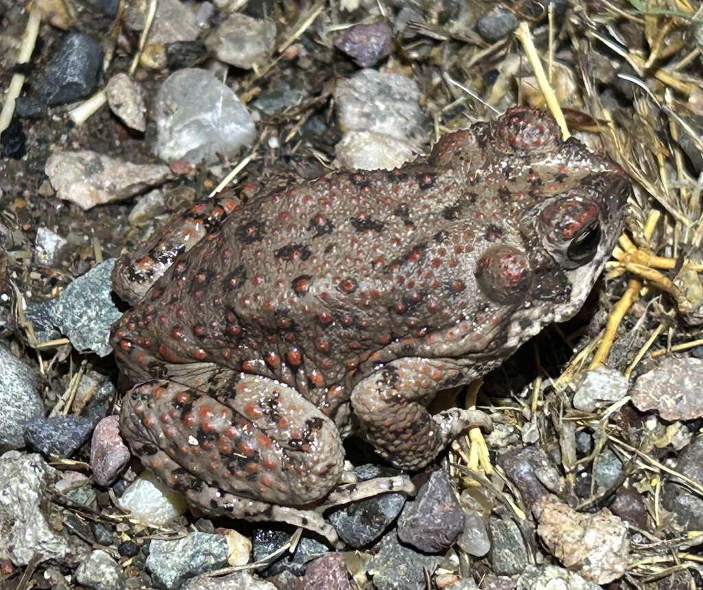 Red-spotted Toad from Lake Pleasant Regional Park, Peoria, AZ, US on ...