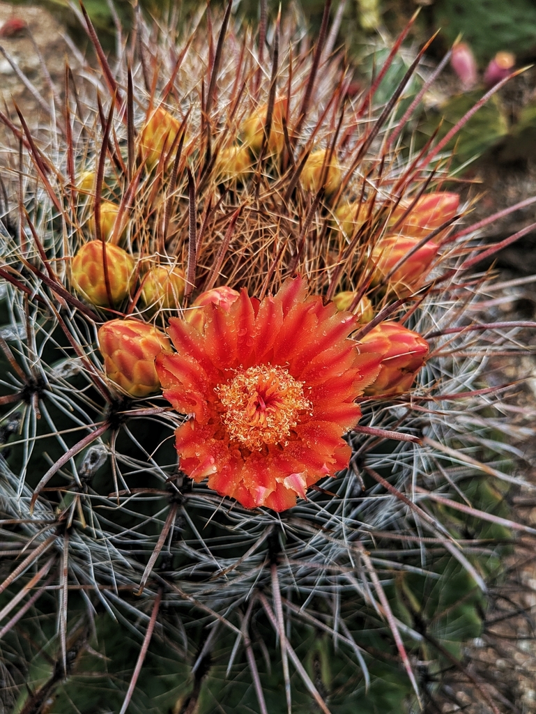 fishhook barrel cactus in September 2023 by Magnus Danielle · iNaturalist