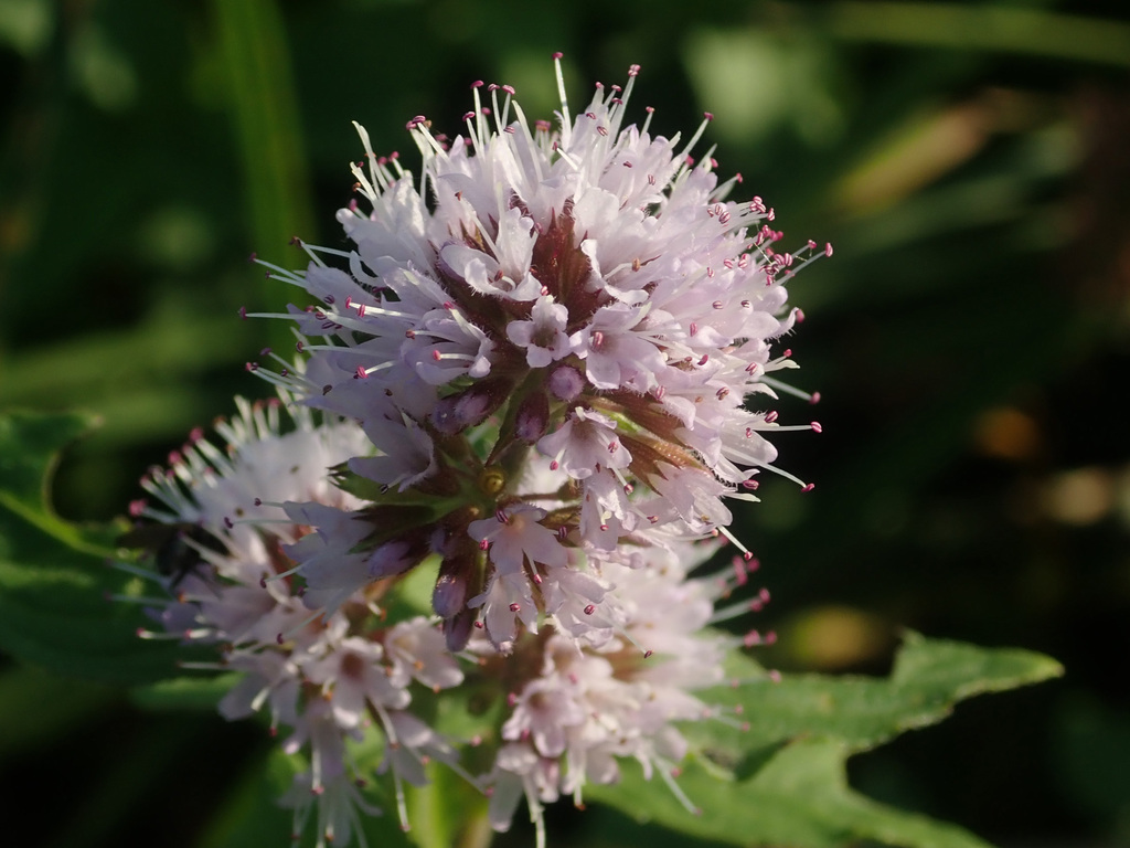 watermint (Mentha aquatica) - Botanical Realm