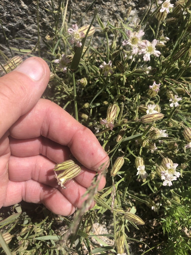 Sargent's Catchfly from John Muir Wilderness, Bishop, CA, US on August ...