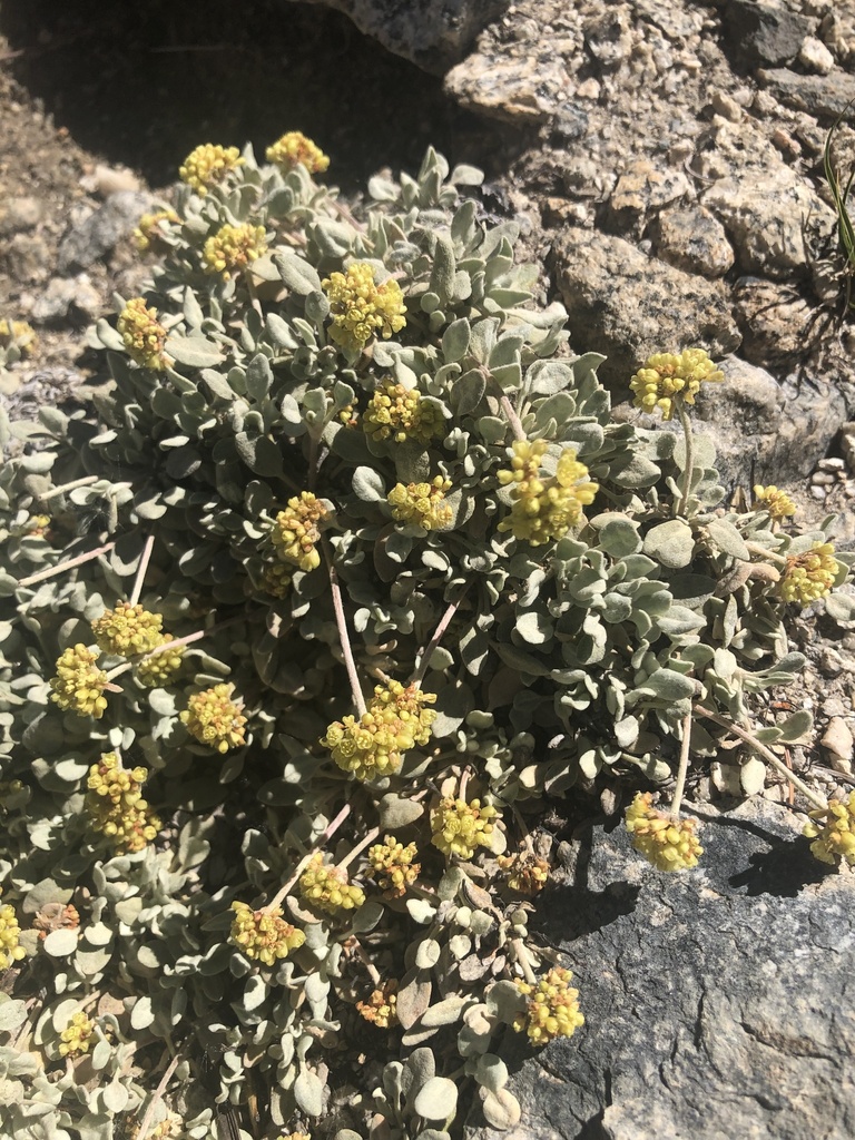 Frosted Buckwheat from John Muir Wilderness, Bishop, CA, US on August ...