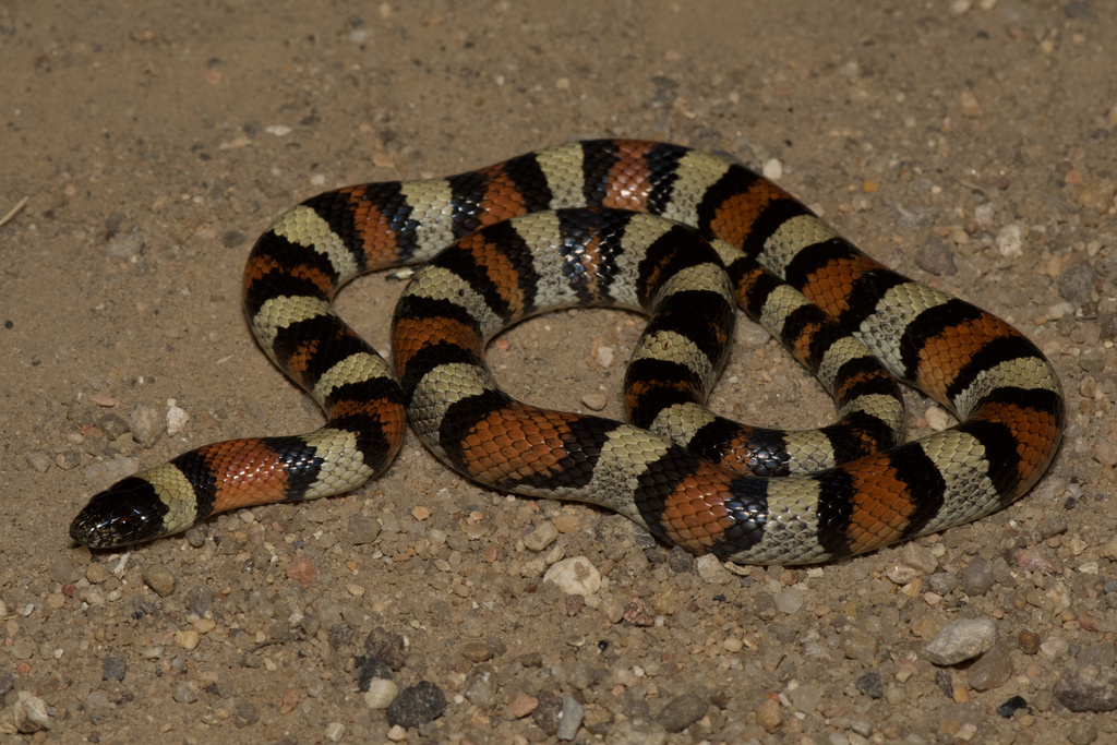 Western Milksnake in April 2022 by stevenklioze. One of the few ...