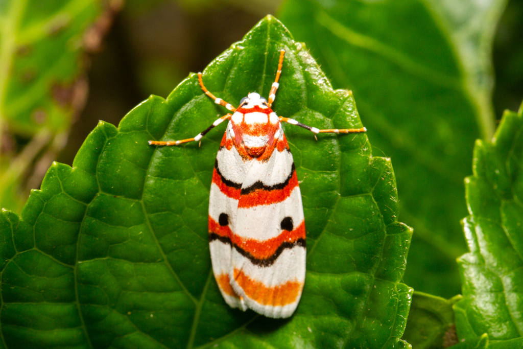 Cyana malayensis from Stephens Place, Frasers Hill (2) on July 20, 2023 ...