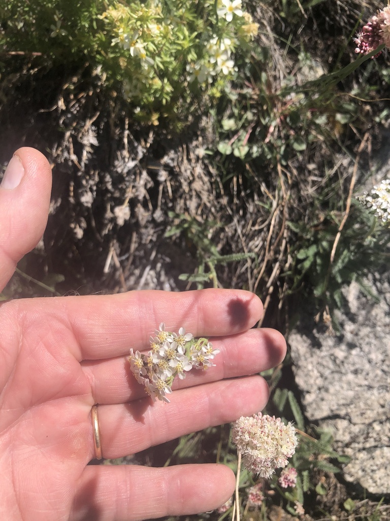 common yarrow from John Muir Wilderness, Bishop, CA, US on August 28 ...