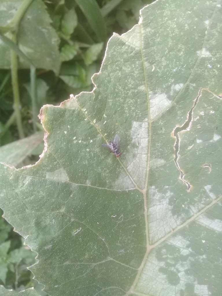 Calyptrate Flies from Tocuyito, Carabobo, Venezuela on August 31, 2023 ...