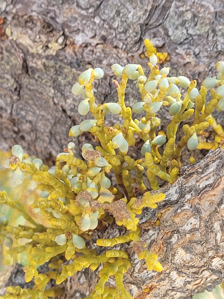 Western Dwarf-Mistletoe from Mt Laguna, CA 91948, USA on September 1 ...