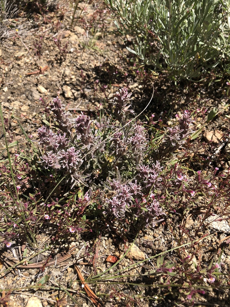 dwarf alpine Indian paintbrush from John Muir Wilderness, Bishop, CA ...
