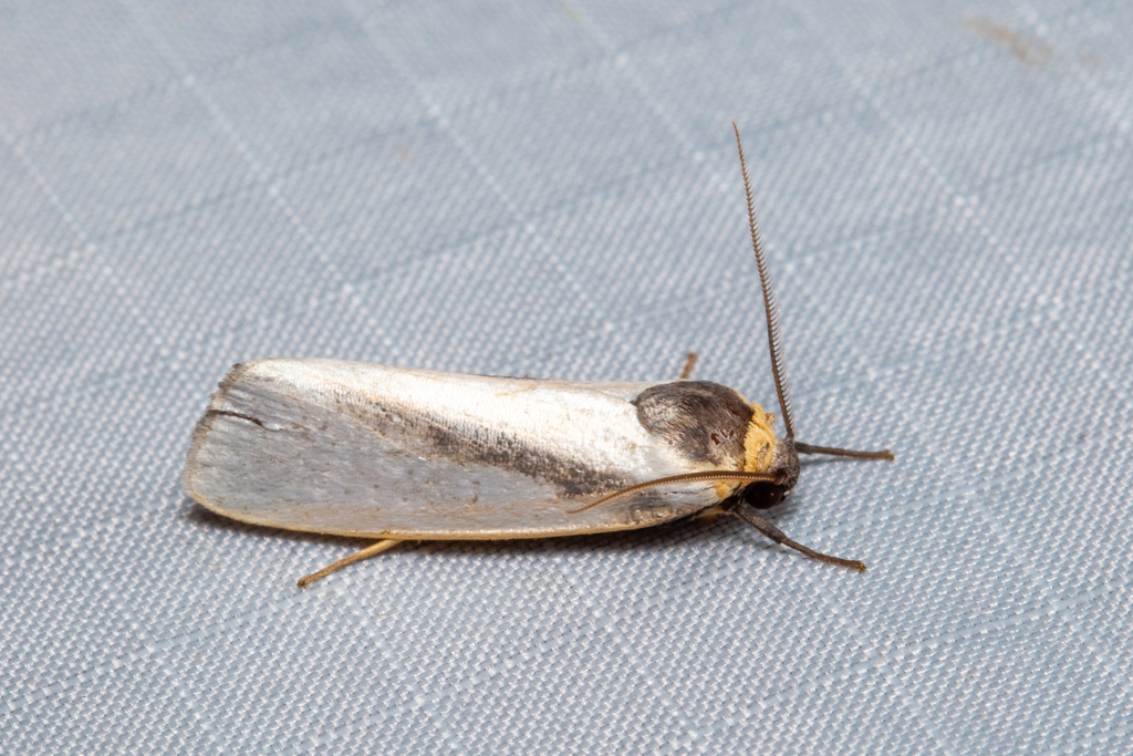 Paraona micans from Stephens Place, Frasers Hill (2) on July 20, 2023 ...