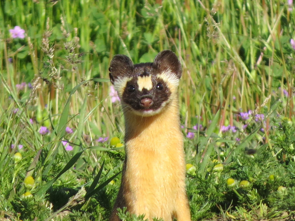 Long-tailed Weasel from San Mateo County, CA, USA on April 22, 2018 at ...