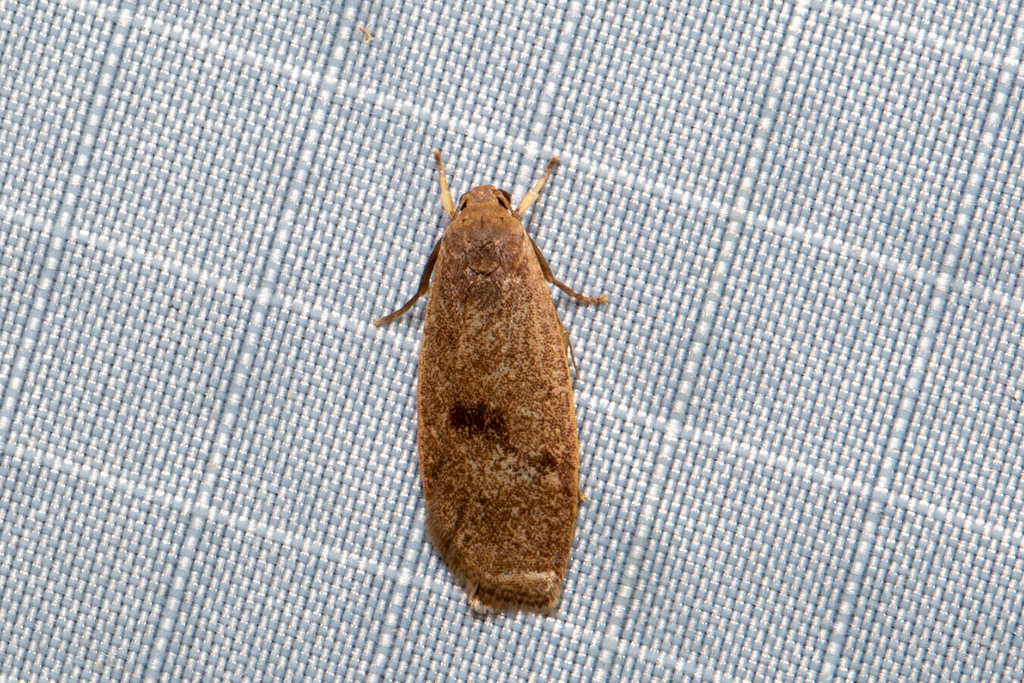 Lambula malayana from Stephens Place, Frasers Hill (2) on July 20, 2023 ...