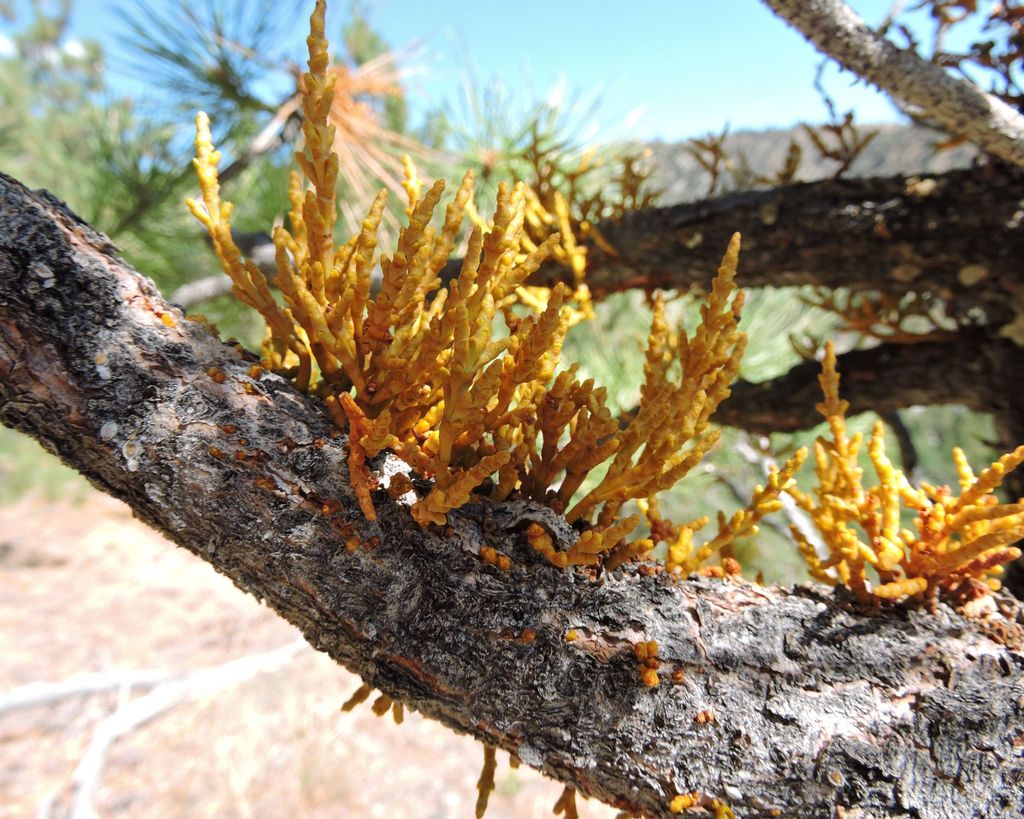 Western Dwarf-Mistletoe from San Bernardino County, CA, USA on July 19 ...