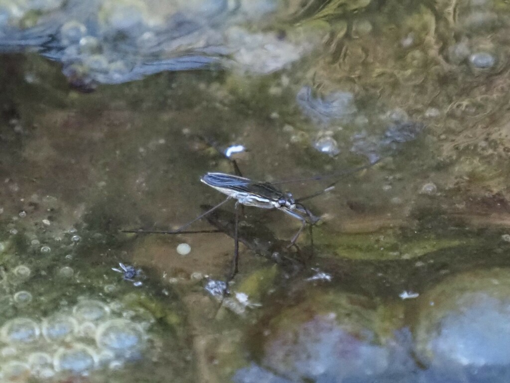 Gerris buenoi from Haines Borough, AK, USA on August 20, 2023 at 06:12 ...