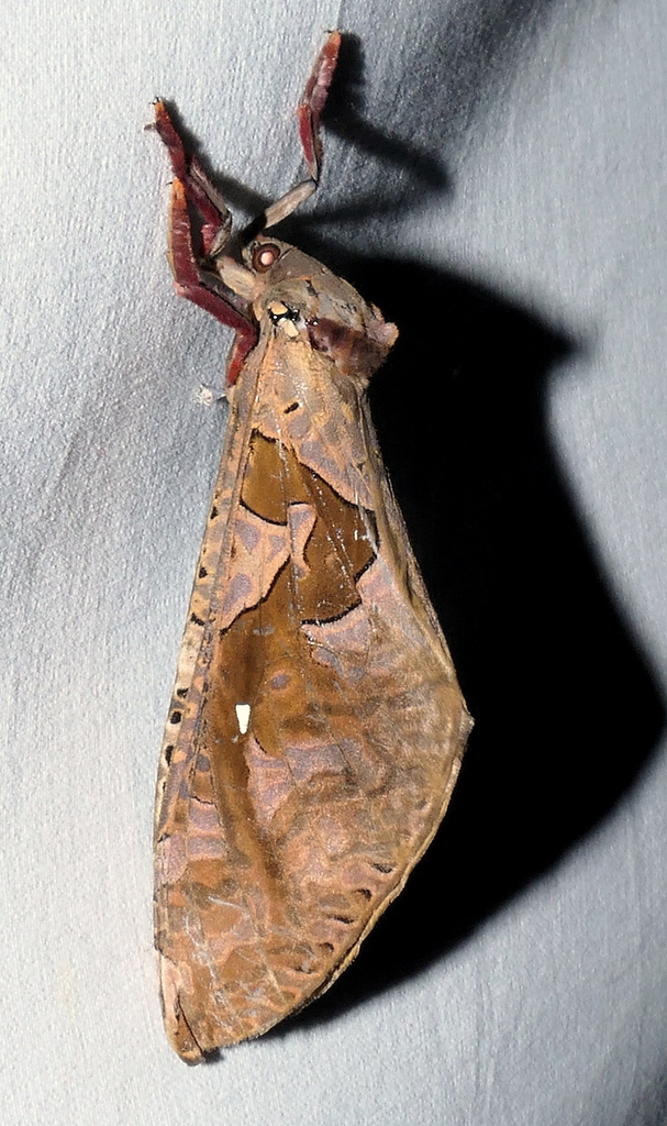 Phassus triangularis from Cartago Province, Cachí, Costa Rica on August ...