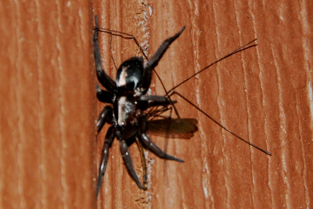 Western Parson Spider from Santa Cruz County, CA, USA on August 23 ...