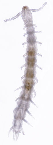 Sínfilos (Symphylella vulgaris)