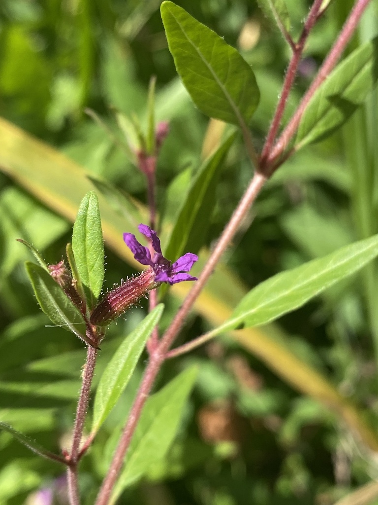 blue waxweed in September 2023 by Christopher David Benda · iNaturalist