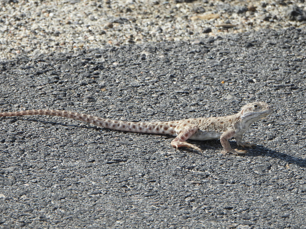 Long-nosed Leopard Lizard from Riverside County, CA, USA on September 1 ...