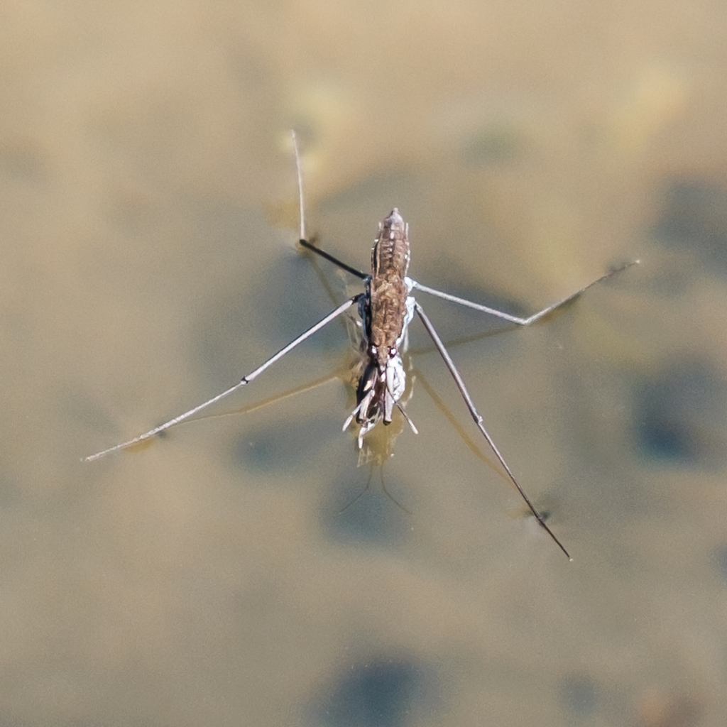 North American Common Water Strider from 11 Gimlet Rd, Ketchum, ID ...