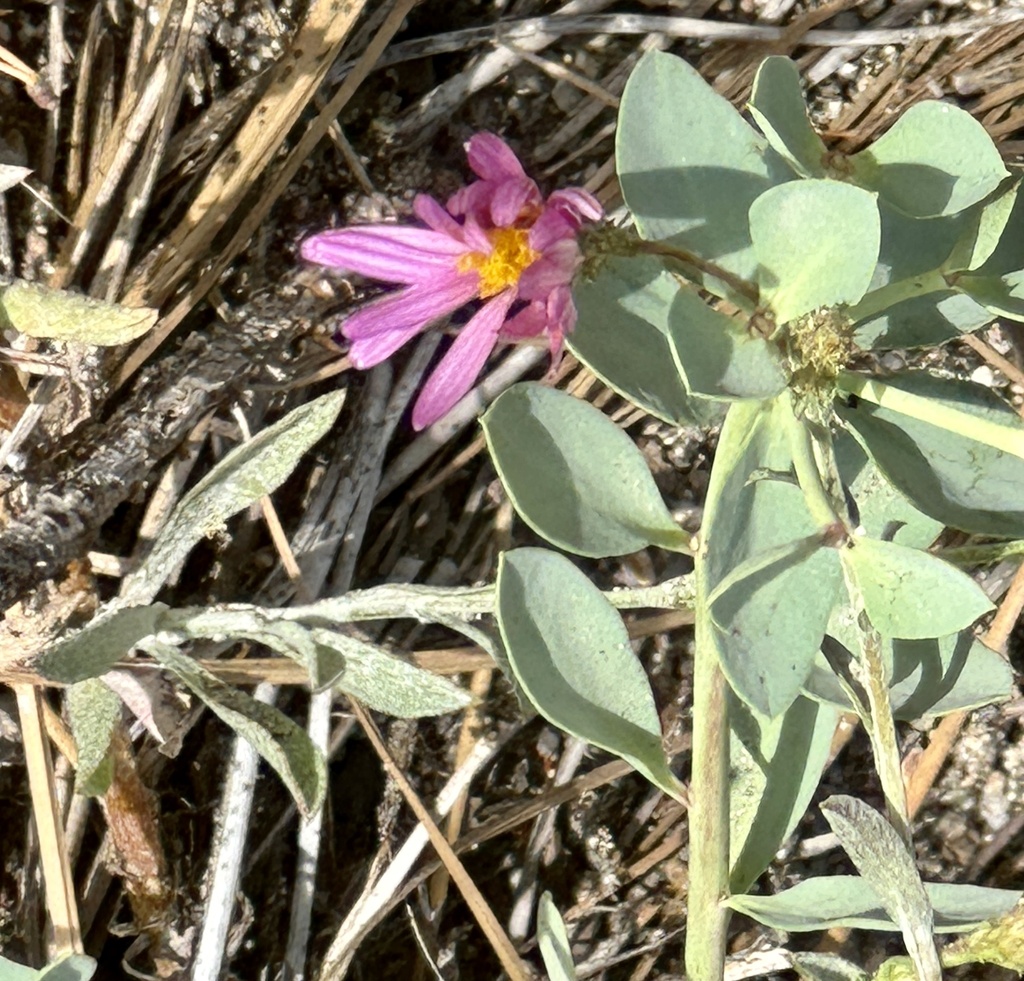 California Aster from Mount San Jacinto State Park And Wilderness ...
