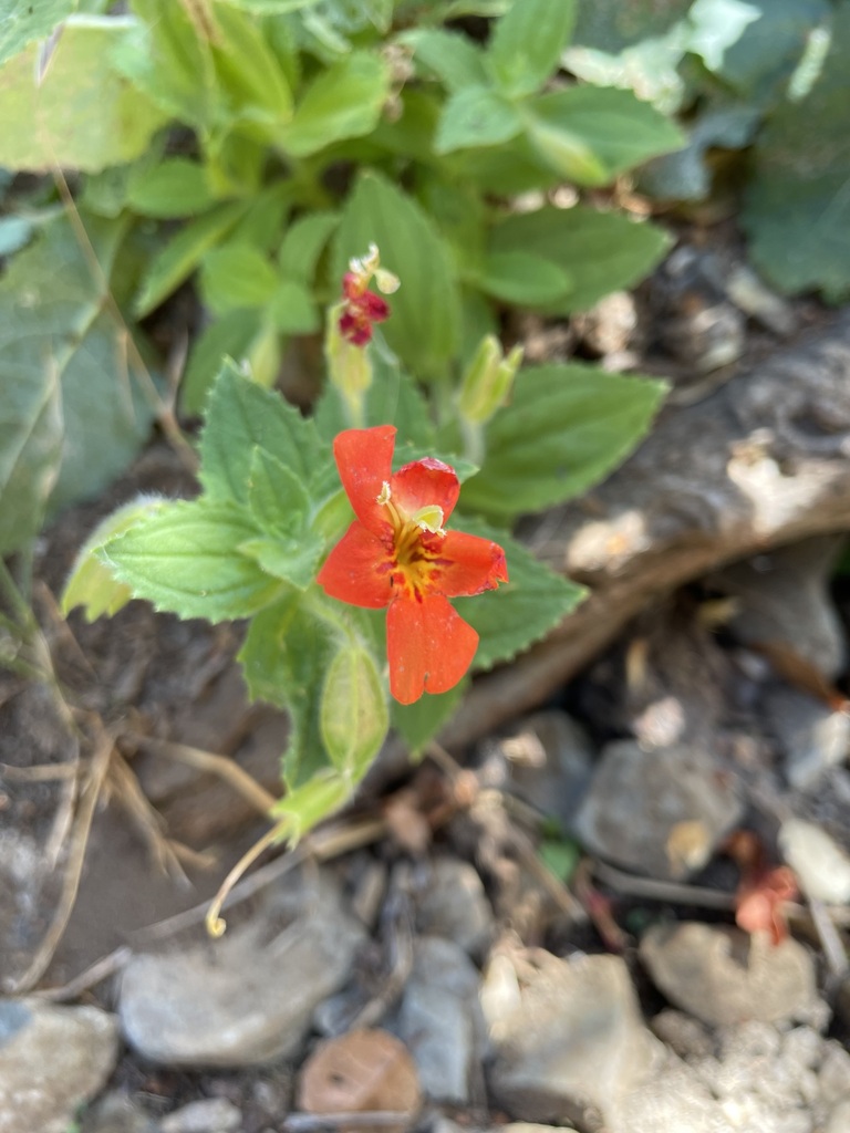 scarlet monkeyflower from Mount Diablo State Park, Clayton, CA, US on ...