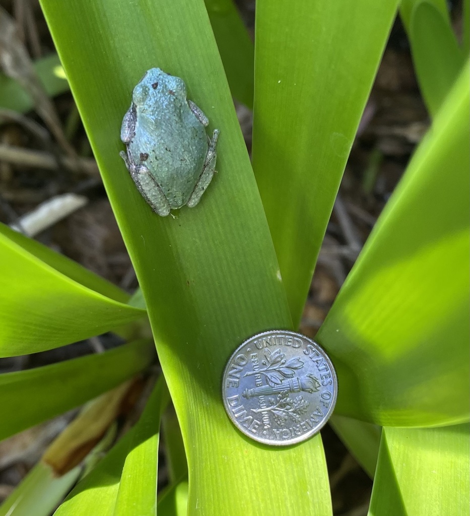 Gray Treefrog from Stonemeadow Dr, South Salem, NY, US on September 1 ...