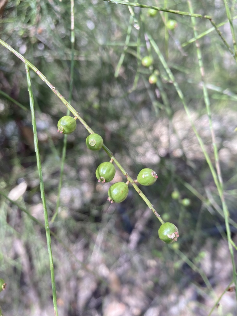 sandalwood family from Valentine Plains QLD 4715, Australia on ...