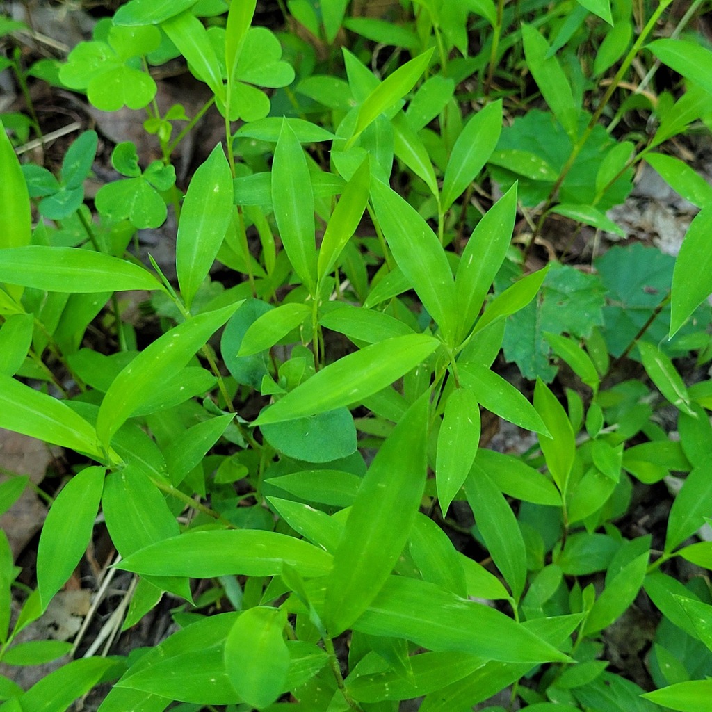 Japanese stiltgrass from Prince George's County, MD, USA on May 27 ...