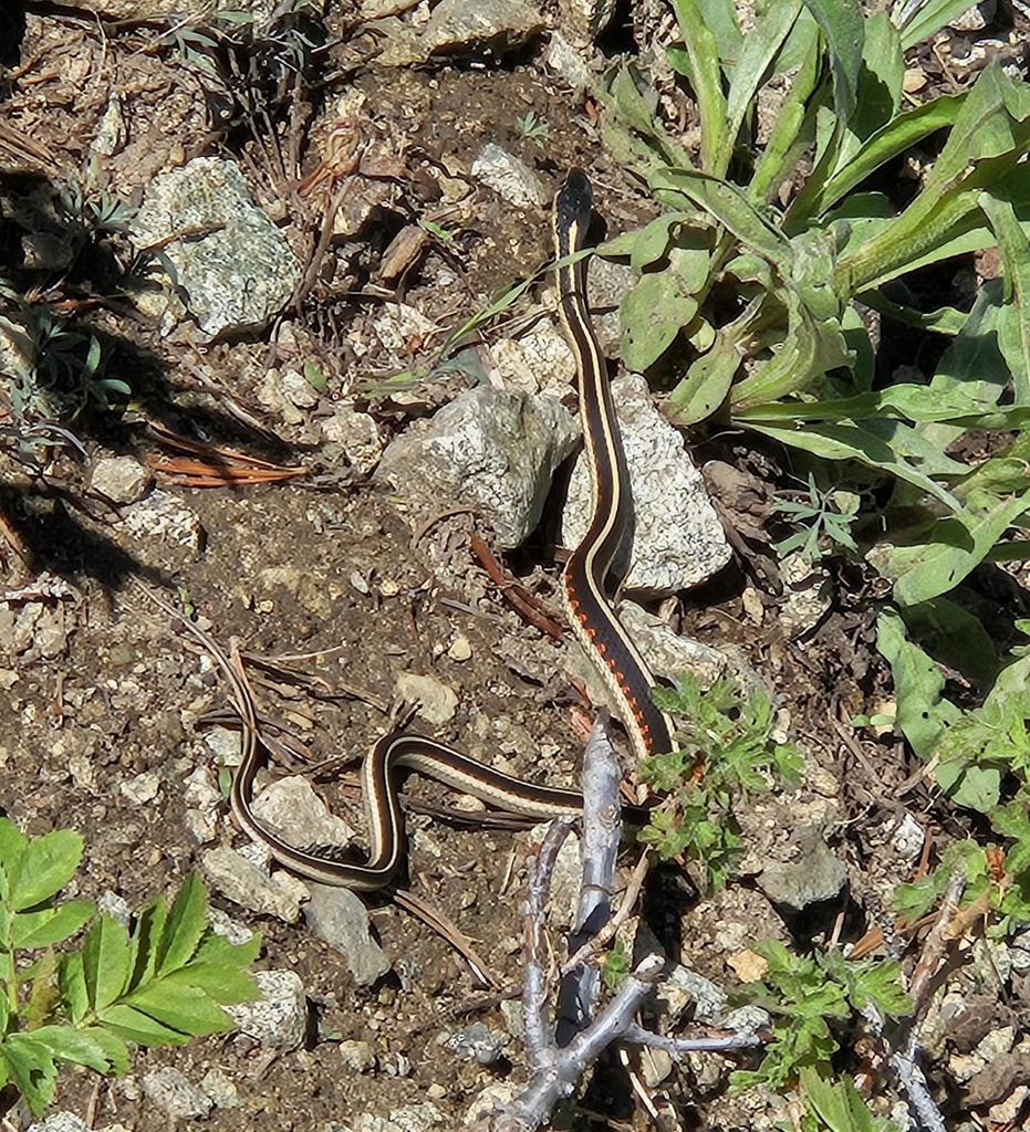 Valley Garter Snake from Mt Shasta, CA 96067, USA on July 3, 2023 at 11 ...
