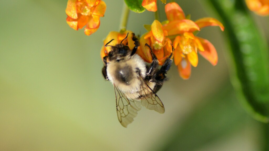 Common Eastern Bumble Bee in August 2023 by maryrose375 · iNaturalist