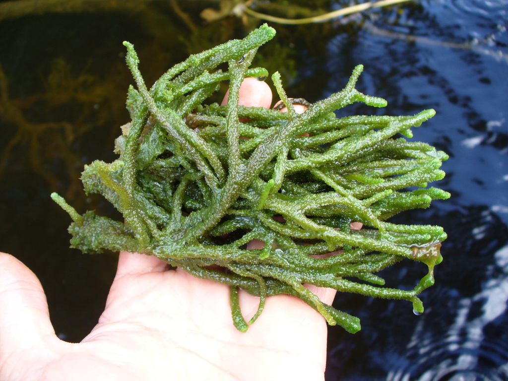 River Sponge from Арзамасский р-н, Нижегородская обл., Россия on July 6 ...