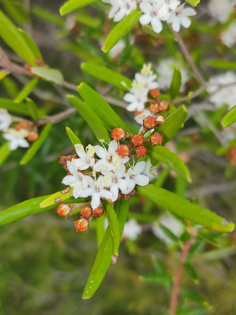 wallum phebalium from Poona QLD 4650, Australia on September 2, 2023 at ...
