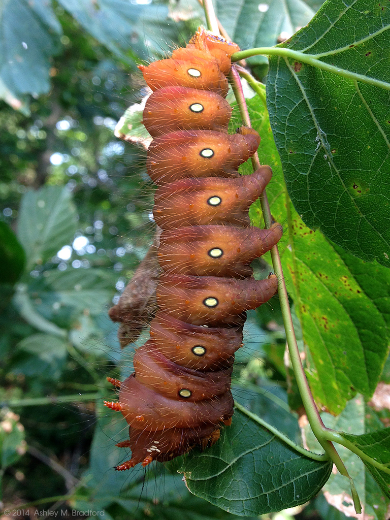 Imperial Moth from Darnestown, MD, USA on August 31, 2014 at 10:33 AM ...