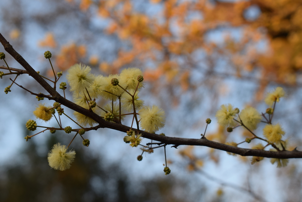 Senegalia praecox from Gral Obligado, Santa Fe, Argentina on August 31 ...