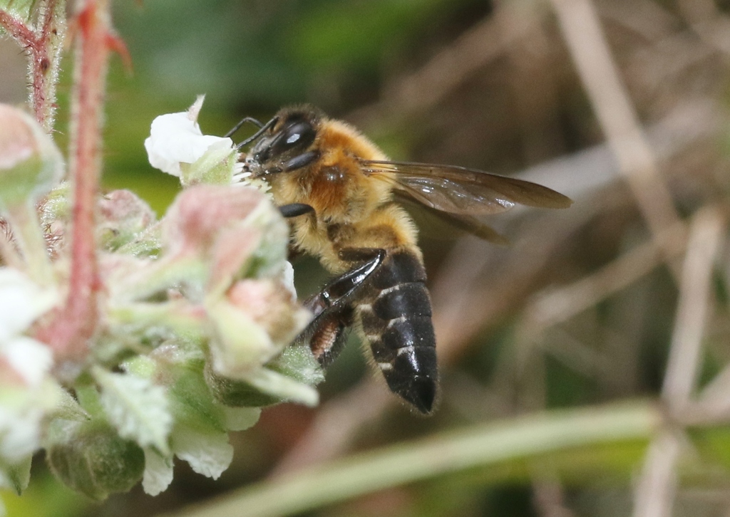 Himalayan Giant Honey Bee from West Kameng, IN-AR, IN on April 6, 2023 ...