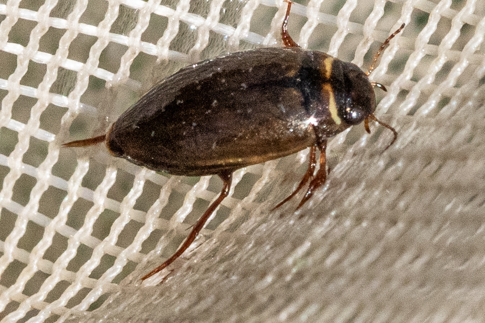 Agabus from Million Dollar Falls, Yukon, Canada on July 3, 2023 at 12: ...