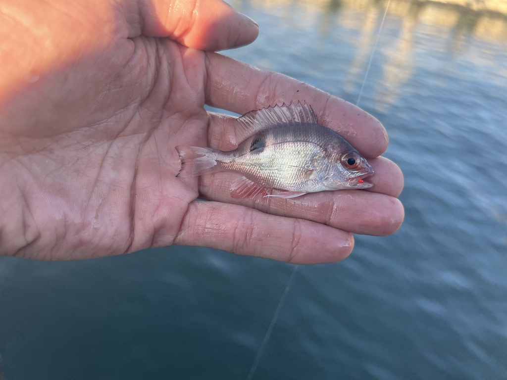 Northern Red Snapper in September 2023 by michael_zambardino. 3 ...