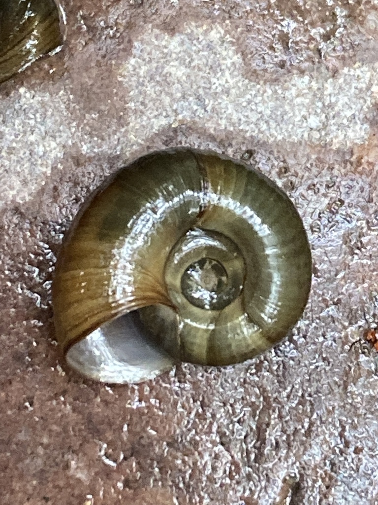 Planorbella from W Seabrooke Dr, Tucson, AZ, US on September 1, 2023 at ...