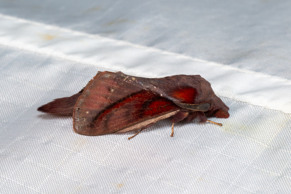 Kunugia drakei from Stephens Place, Frasers Hill (2) on July 17, 2023 ...