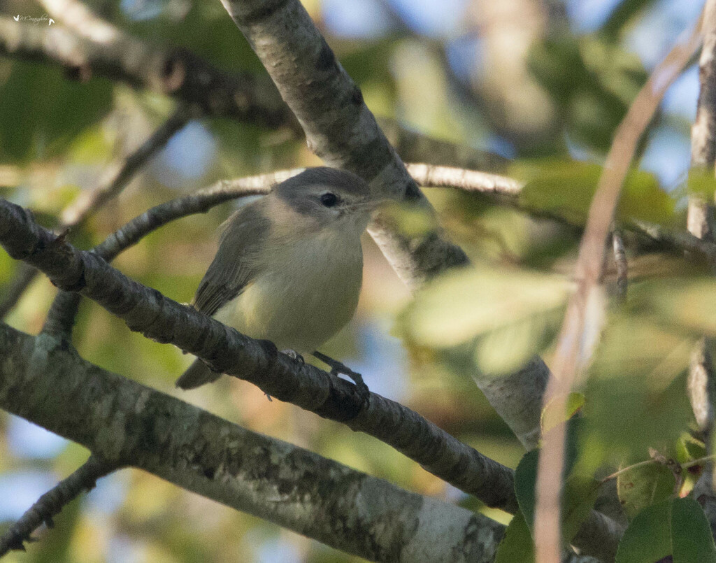 Warbling Vireo from Lyon County, KY, USA on September 1, 2023 at 07:42 ...