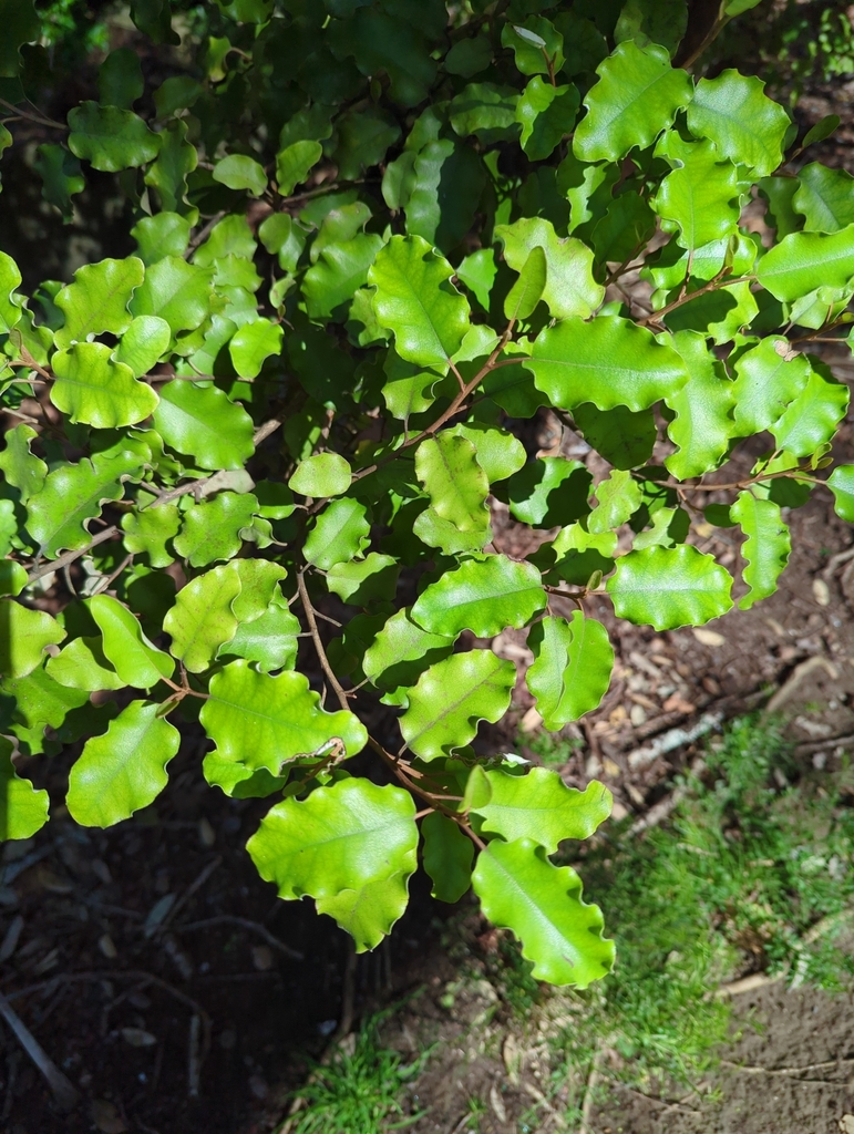 Akiraho from Grafton Bridge, Grafton, Auckland 1010, New Zealand on ...