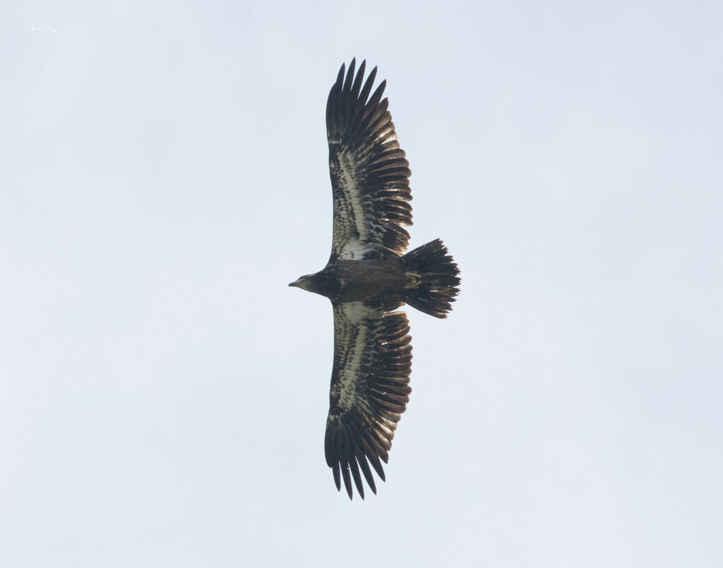 Bald Eagle from Lyon County, KY, USA on September 1, 2023 at 10:51 AM ...