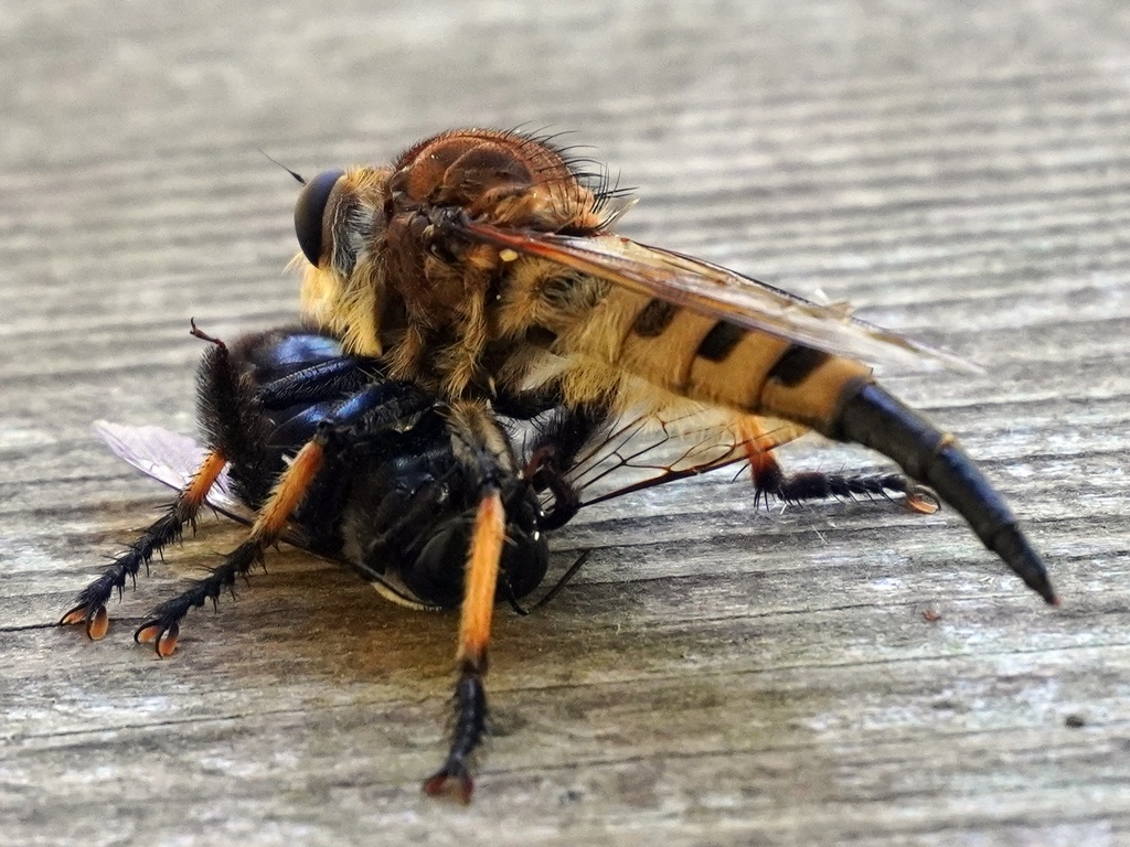 Red-footed Cannibal Fly from Chatham County, NC, USA on September 1 ...