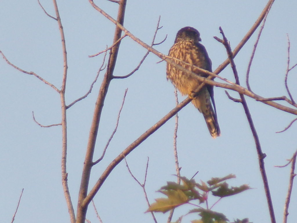 Merlin from Osprey Marsh Loop Trail, Mississauga, ON, CA on September 1 ...