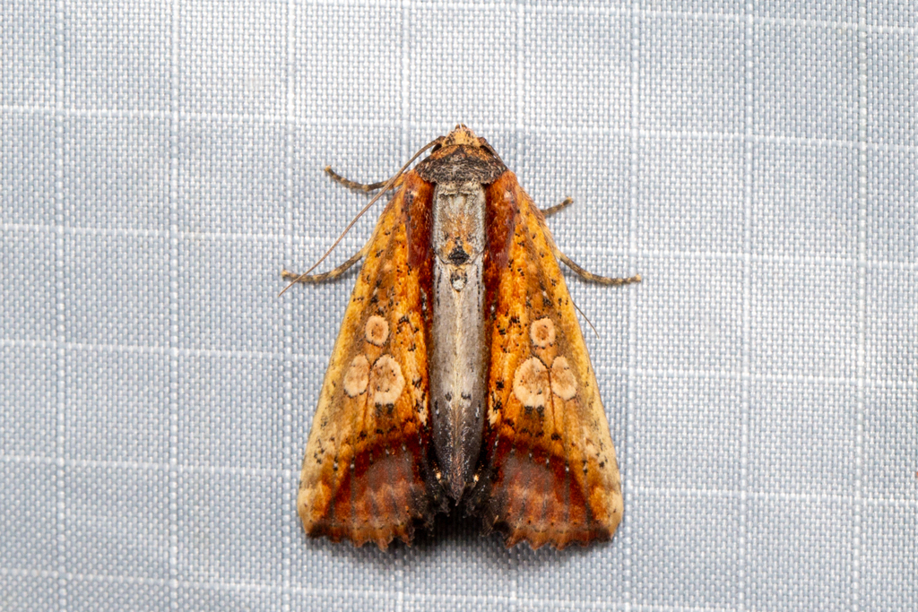 Bagada labi from Stephens Place, Frasers Hill (2) on July 18, 2023 at ...