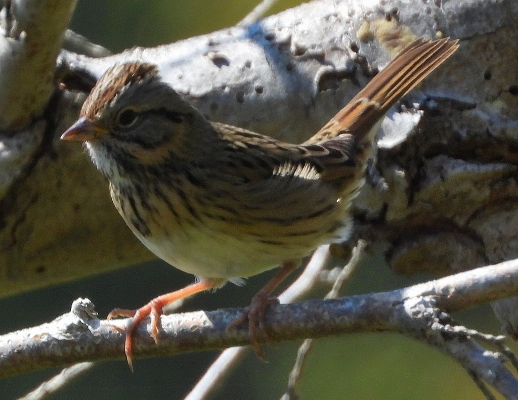 Lincoln's Sparrow from Gibsons, BC, Canada on September 1, 2023 at 12: ...