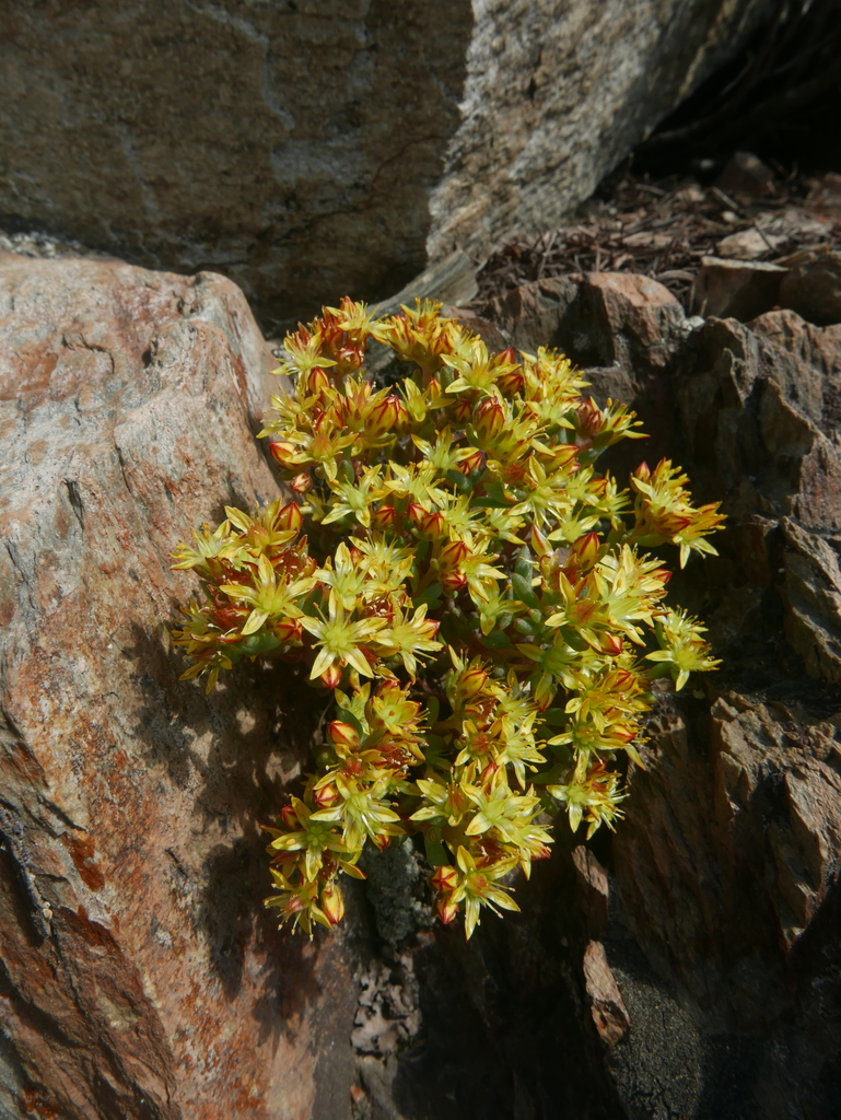 Lanceleaf Stonecrop from Inyo County, CA, USA on July 27, 2017 at 09:52 ...