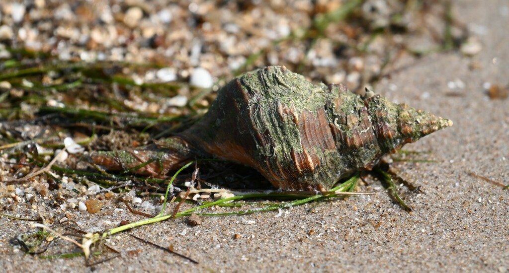 Florida Horse Conch from Corpus Christi, TX, USA on September 1, 2023 ...