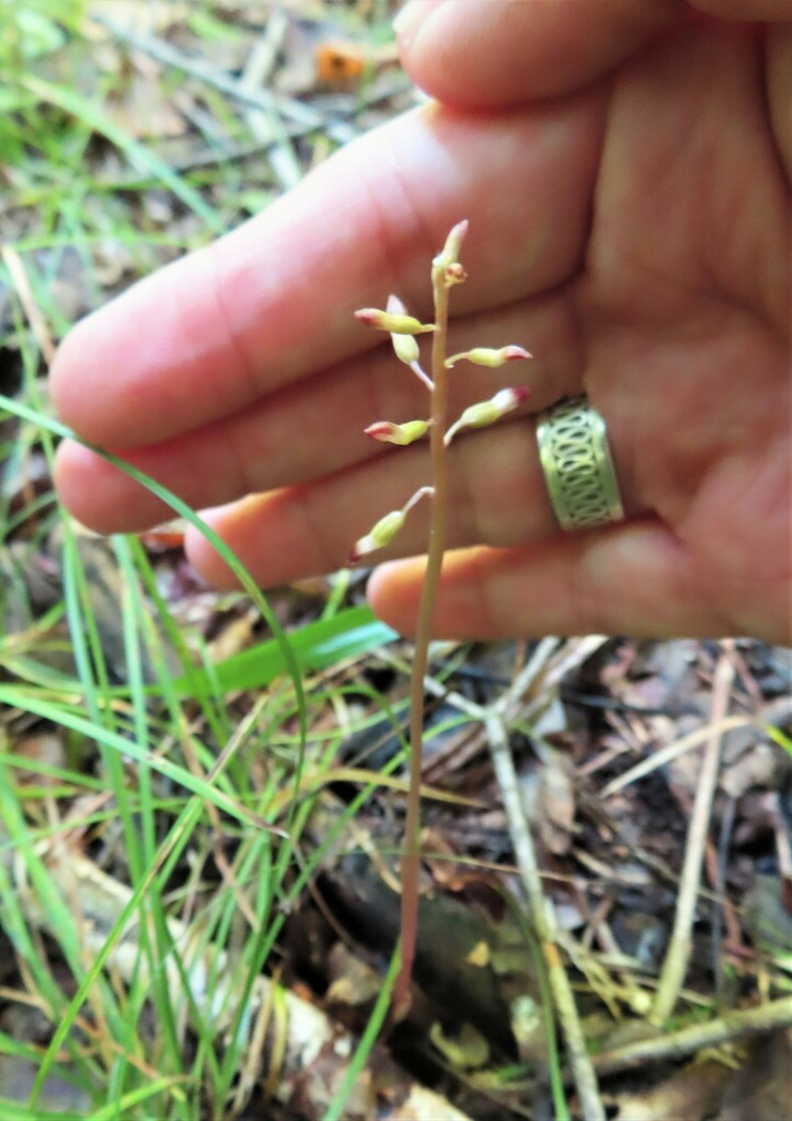 autumn coralroot in August 2023 by SueMPierce · iNaturalist